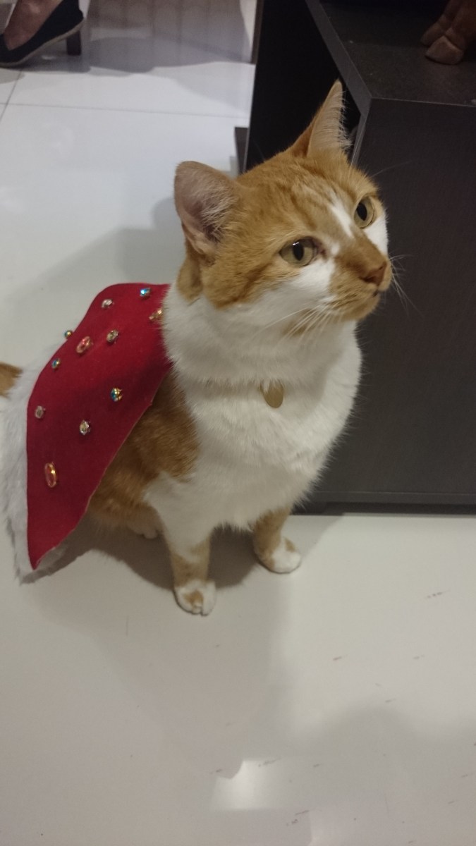 Aniversário do Gato Raul – Minhas Ideias de Decoração